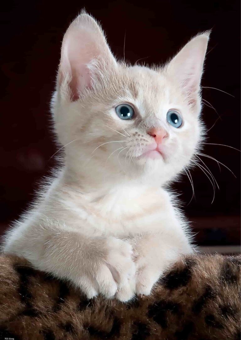 102+ hình ảnh con mèo siêu dễ thương