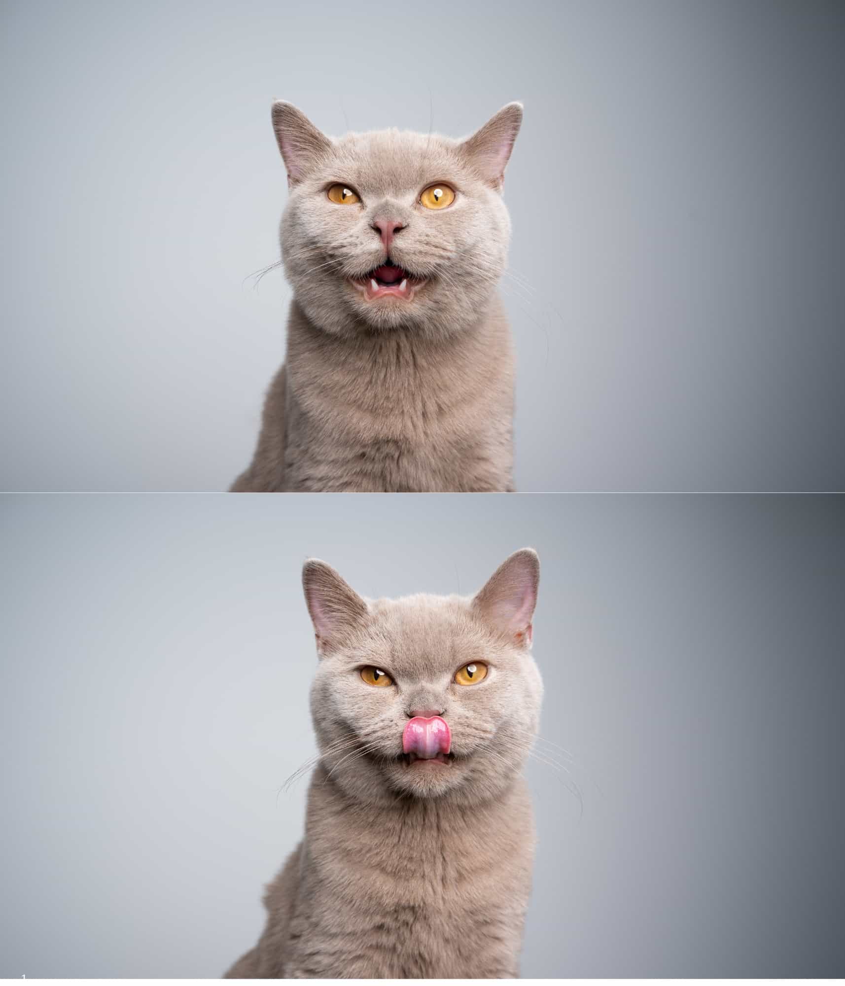 Hình meme, tải miễn phí ngay 102+ hình cực hài - Sago Print